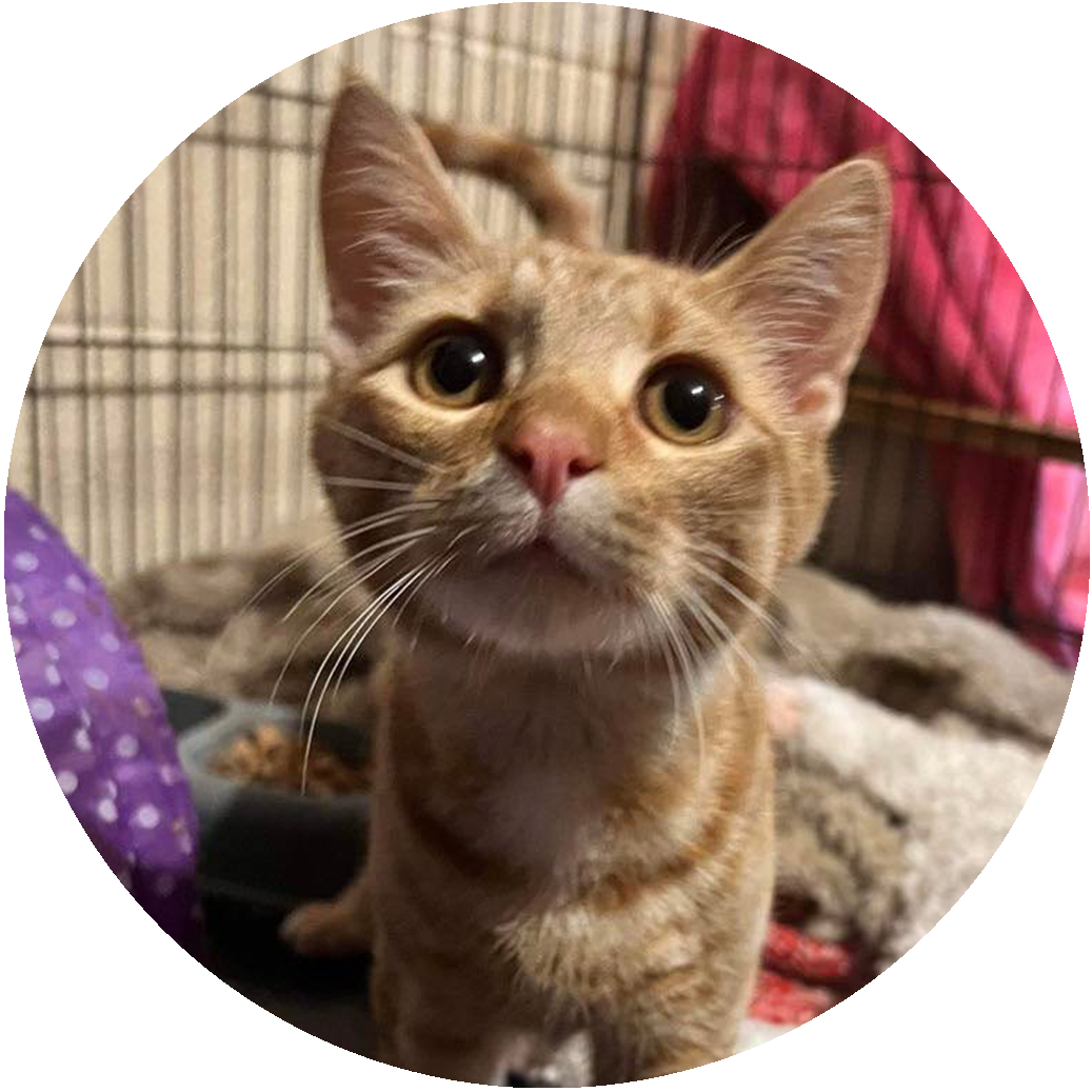 Rescue Cats Safe Haven ADOPT - Rescue Cats Safe Haven