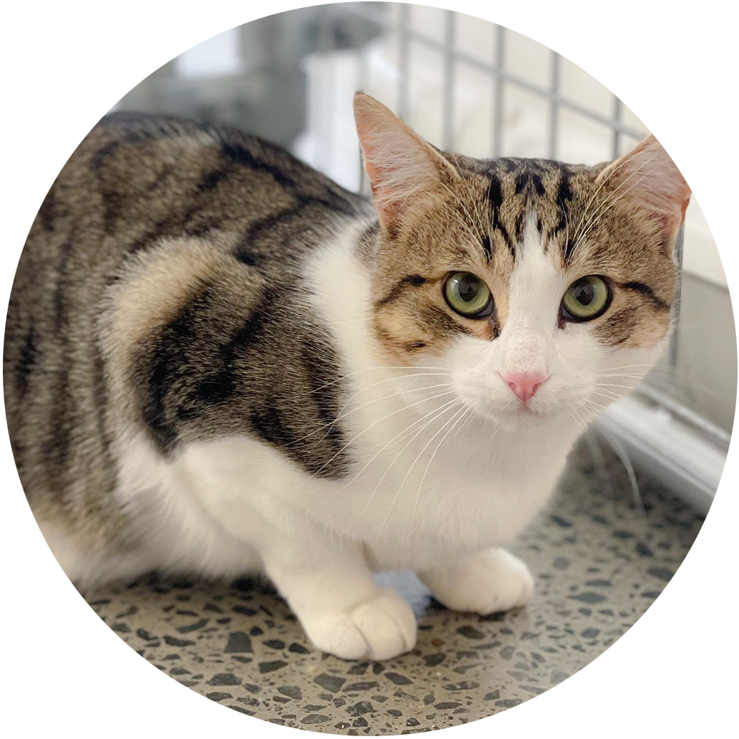 Rescue Cats Safe Haven ADOPT - Rescue Cats Safe Haven