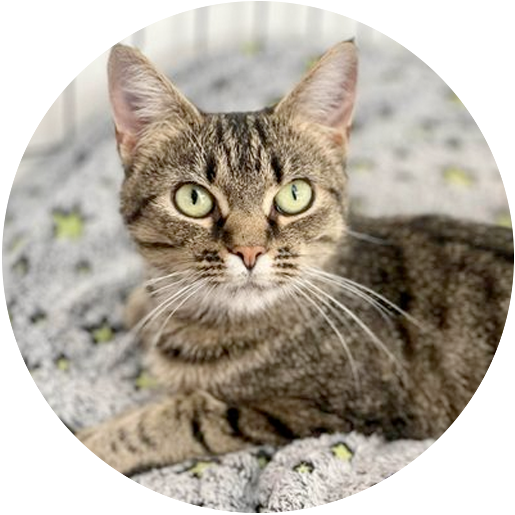 Rescue Cats Safe Haven ADOPT - Rescue Cats Safe Haven